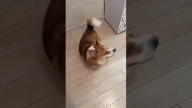 Коржик и сырники  #коржмарти #корги #коржик #юмор #животные #corgi #dog #funny #animals