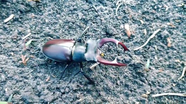 Ползновение самца жука Оленя (перезалив видео) 2022 год. 8 июля