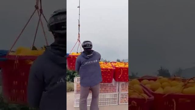 Сбор и доставка фруктов в горных районах Китая с помощью дронов 🍊