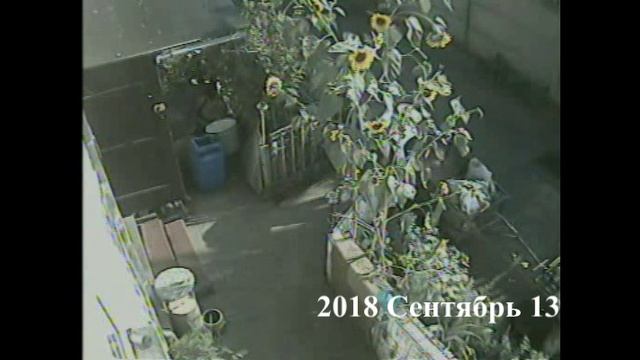 2018 Сентябрь Мама я