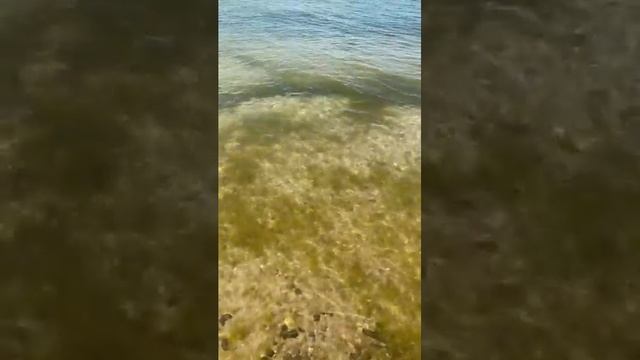 Побережье Азовского моря, Керченский пролив. Посёлок Ильич. 31 июля 2023 год. #азовскоеморе