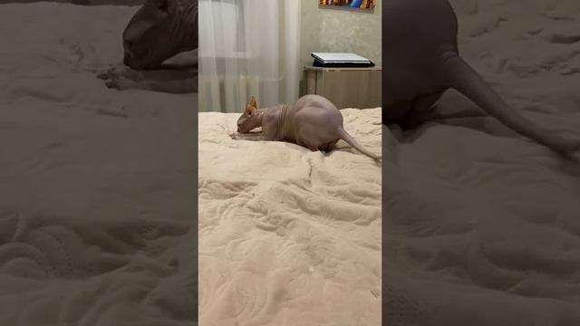 Эштон как всегда! Еще больше про кота и Ваню на канале! Подпишись #котсфинкс #детскийканал #длядетей