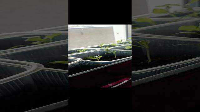 Саженцы своими руками