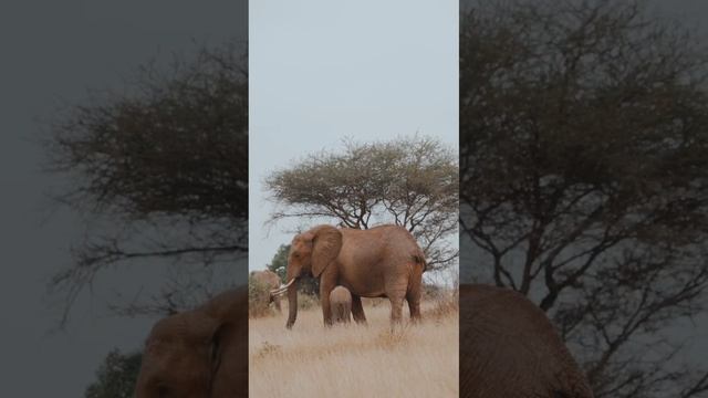 Какое у вас любимое животное?