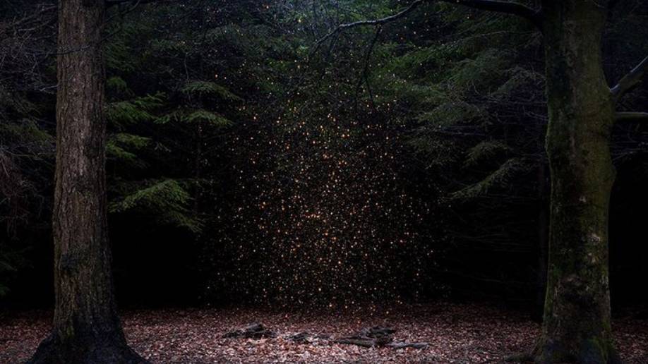 Stive Morgan  Мистический лес ''Mystical Wood''