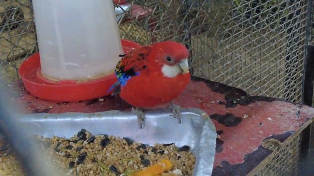 Абаканский ЗООПАРК. Кафе Baskin Robbins.