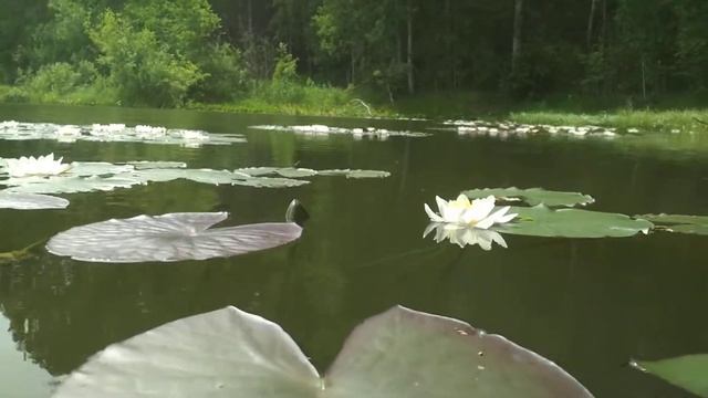 Кувшинки в Сказочном озере в Кедрах Синегорья