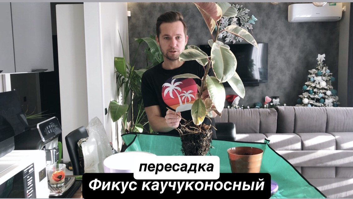 Фикус каучуконосный. Пересадка
