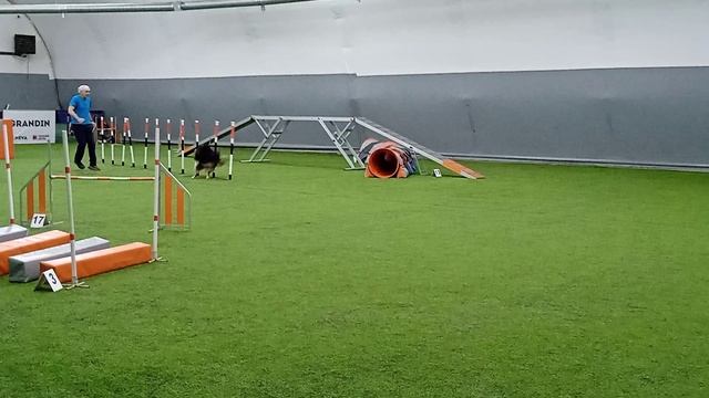 Аджилити, "Новый год в NevaArena", 15.12.24 - аджилити опен