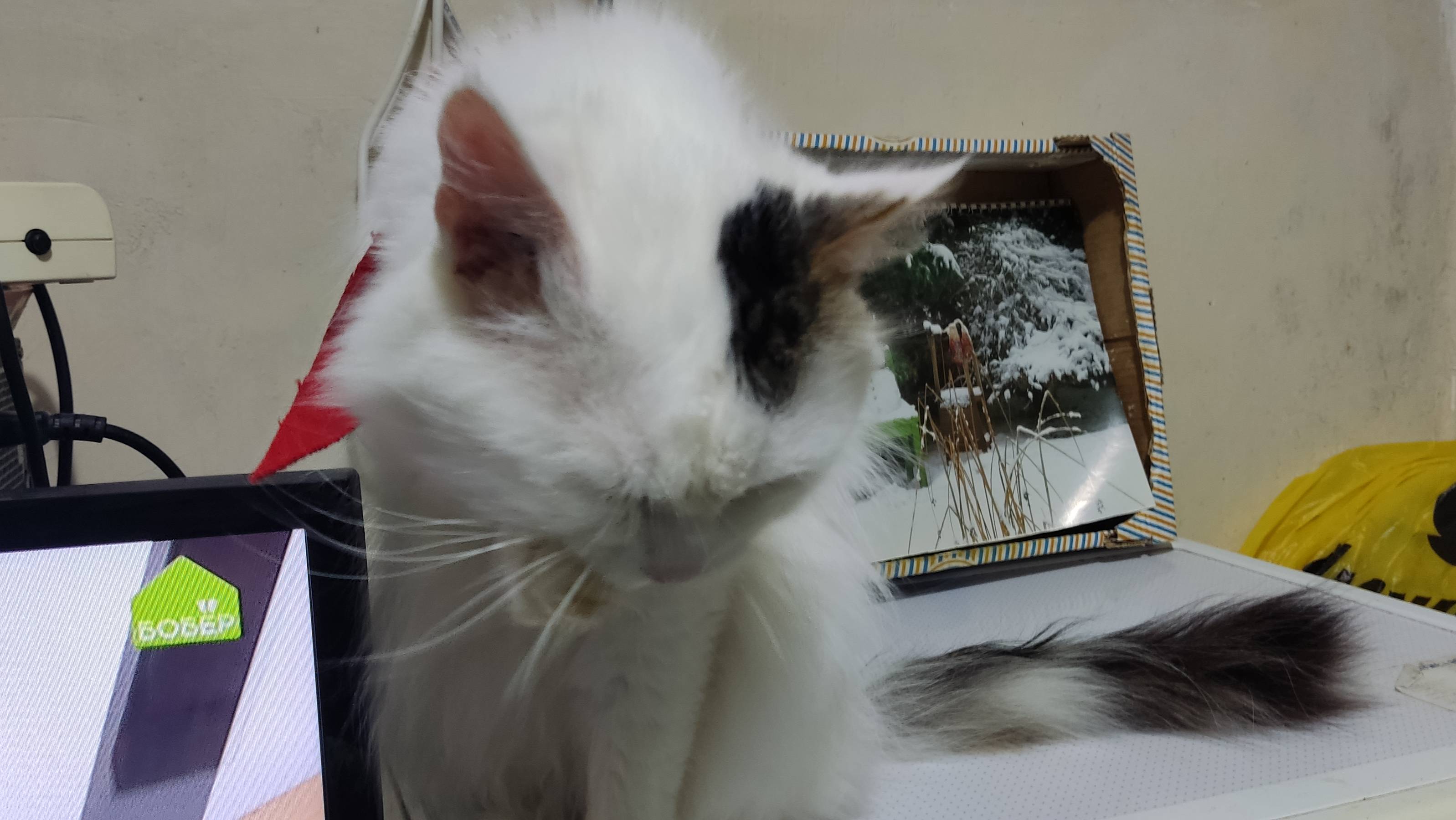 VID_20241123_Похолодало. Кошкам шарфики.