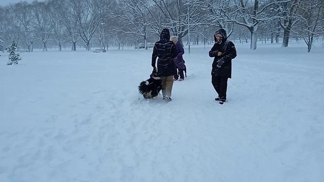 Вилли, 7 месяцев, послушание, декабрь 24 - 3