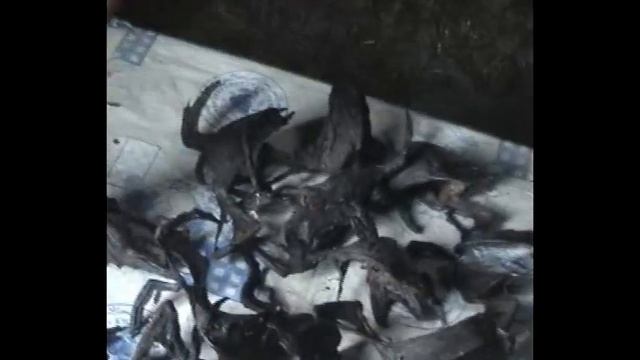 Морянка сушено копченая