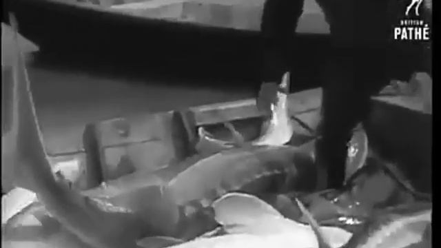 Ловля осетра в Дону 1957г