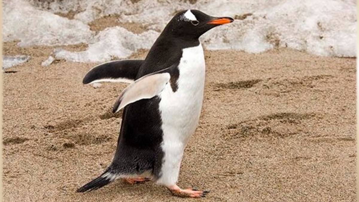 Песок – он и в Антарктиде песок (Гитара Francis_Goya, музыка "Как молоды мы были")