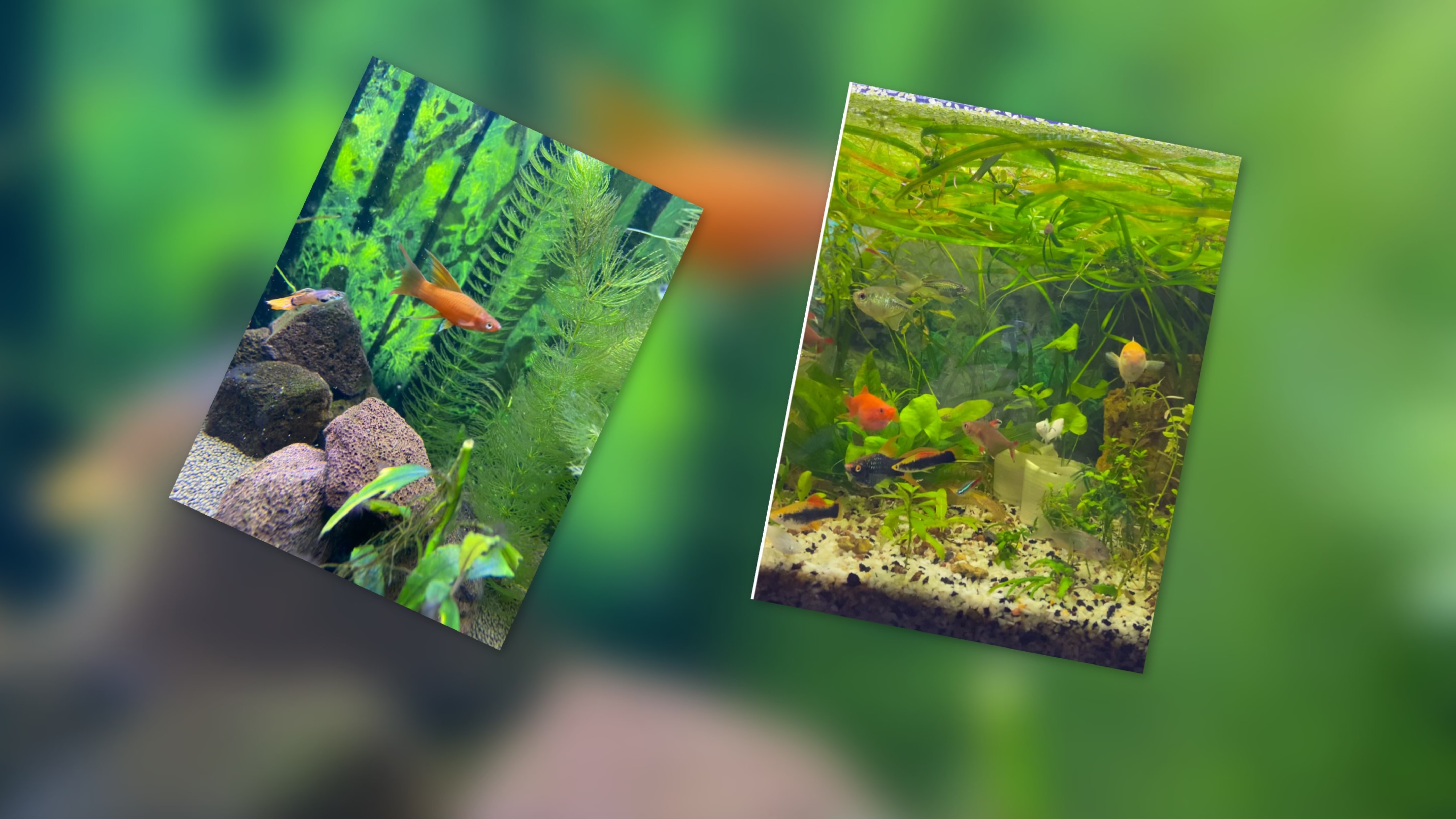 Новые рыбки Боции едят других рыбок