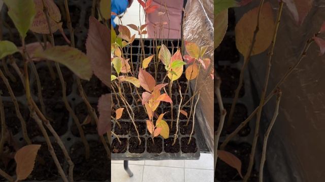 Подвий Gisela 12