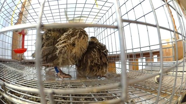 Как перепелки откладывают яйца