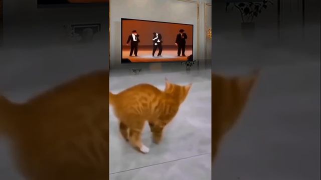 кот пляшет под майкла джексона