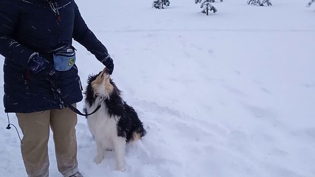 Вилли, 7 месяцев, послушание, декабрь 24 - 1
