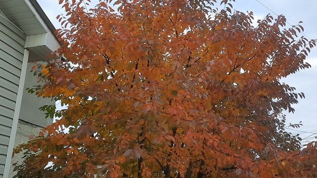 Как красива обычная вишня