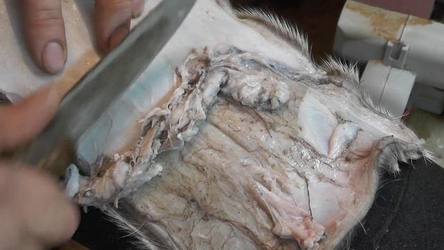 Камусы (первичная обработка)