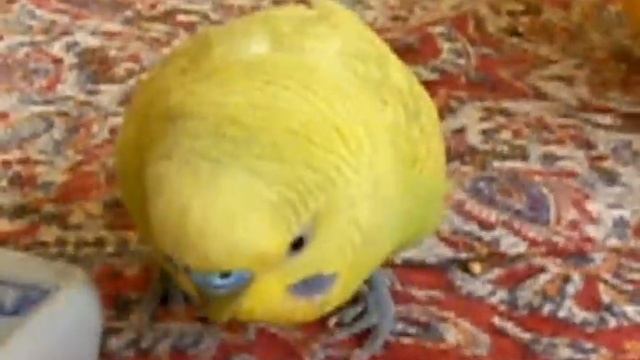 Funny talking budgie - walky-talky Joyee