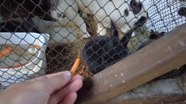 Парк Сады мечты. Абакан