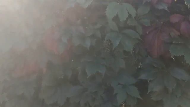 3 Сентября. День Рождения бабушки. Кошки на даче. Я мангальщик.