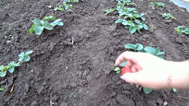 Дача 14 Октября 2023 г. Магазин ДОЛЬКИН.