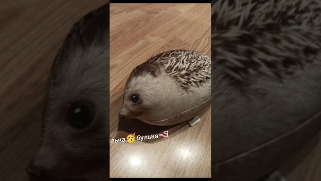 новый танец хренобуса!