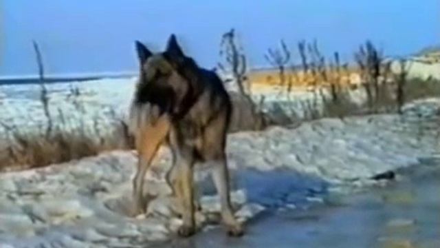 Сам себе режиссёр-Бумажник во льду