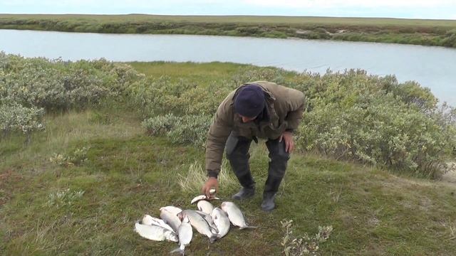 Настоящая рыба!!!