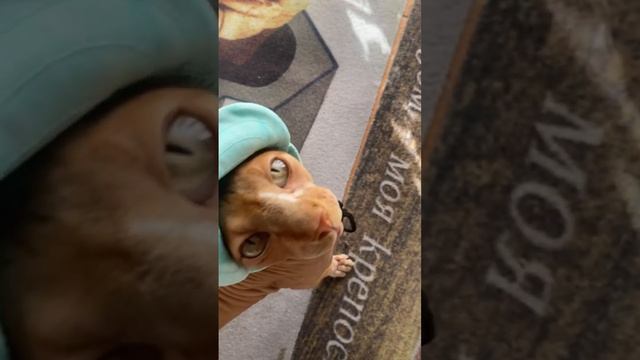 Красотуля  #детскийканал #игрыдлядетей #sphynx #animals