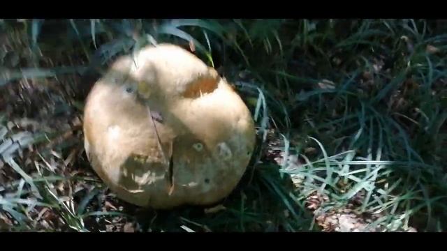 Удивительные природные явления.