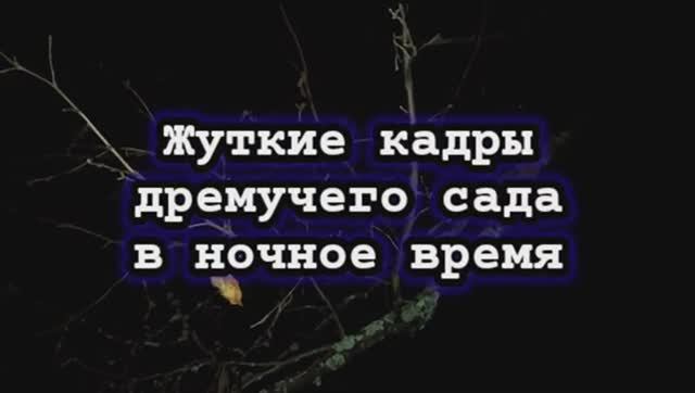 Заброшенный сад в ночное время NIGHT