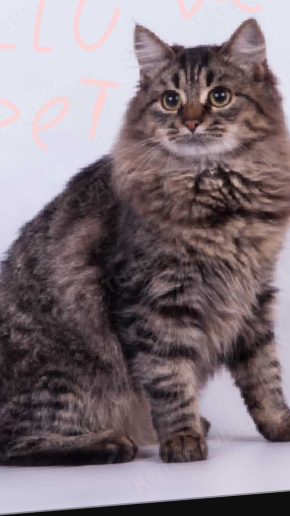 обожаю животных и котиков 🧸