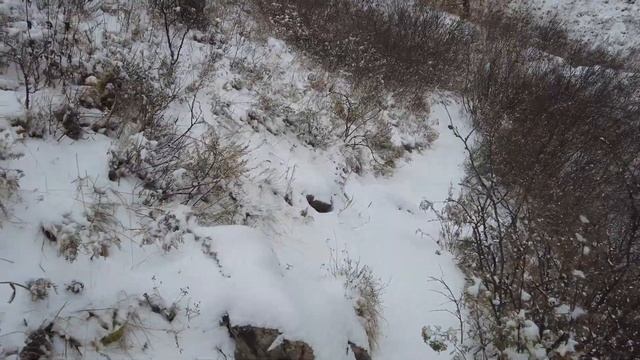 Тропа предков в снежную погоду. Иду по снегу. Горы, Хакасия