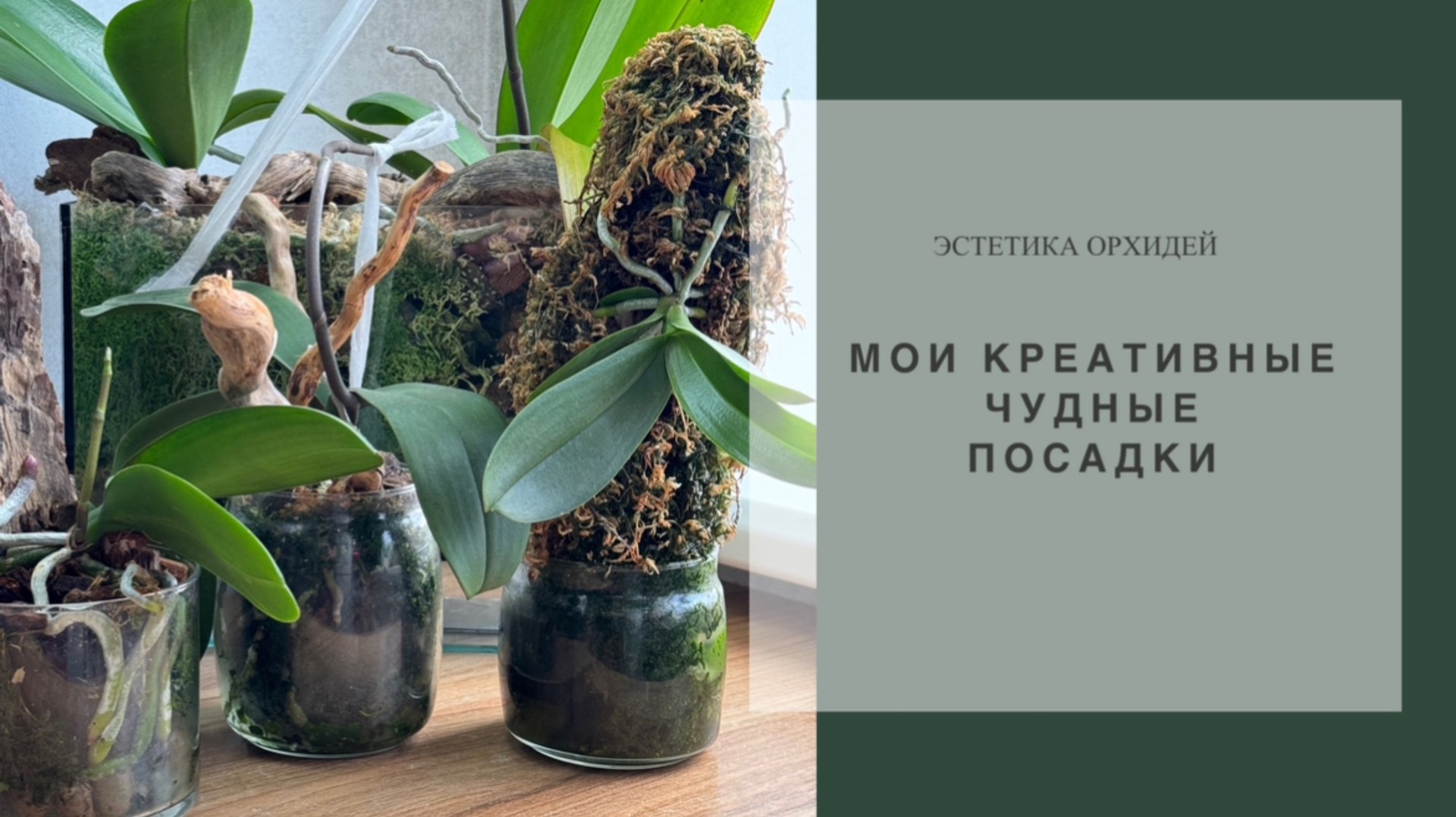 Мои чудные посадки: недоблоки, коряги, мумия