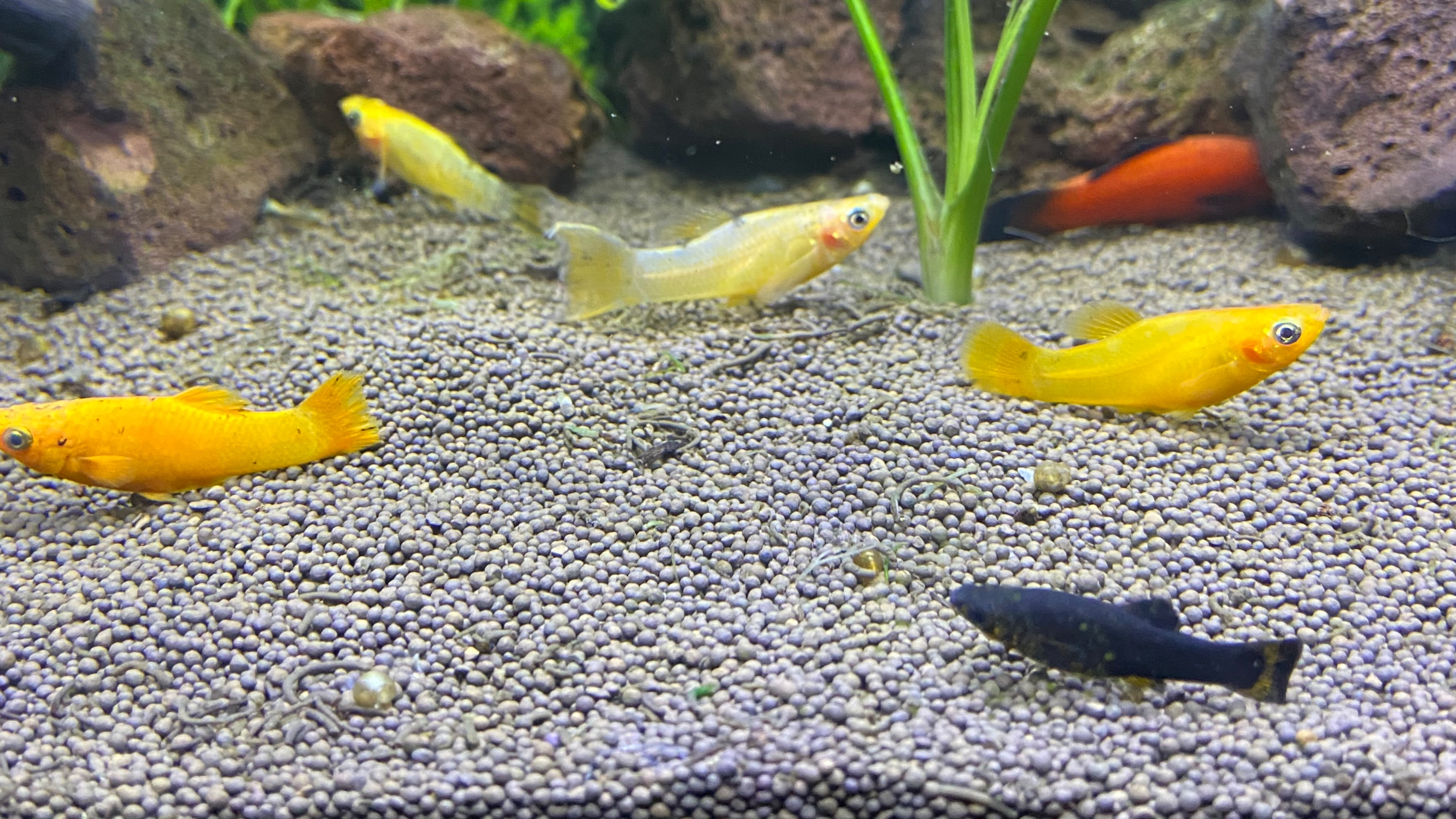 Новый малек Боции переехали