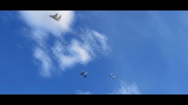 голуби николаевские
