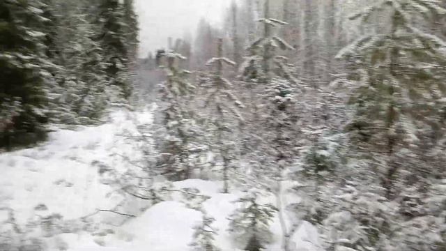 Тимоха закрыл купальный сезон))появилось много следов в лесу