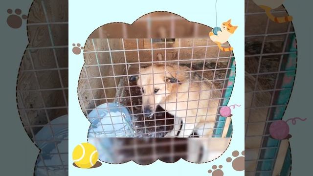 Просто помогаем приюту для собак