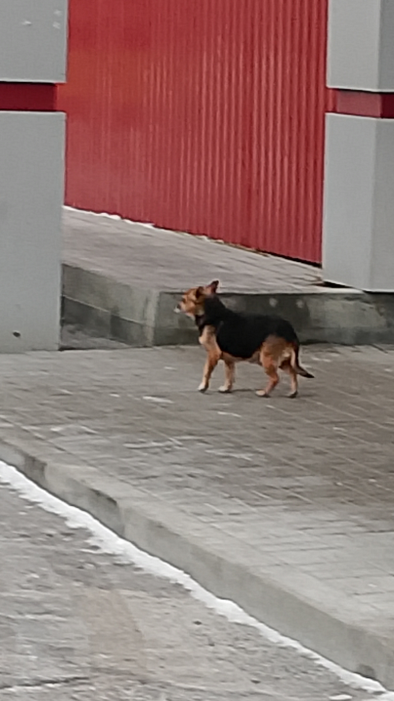 Хвост дрожит, промерзли лапы! Где вы скрылись, мама с папой! 🐕 Брошенка или потеряшка?! Питомцы.