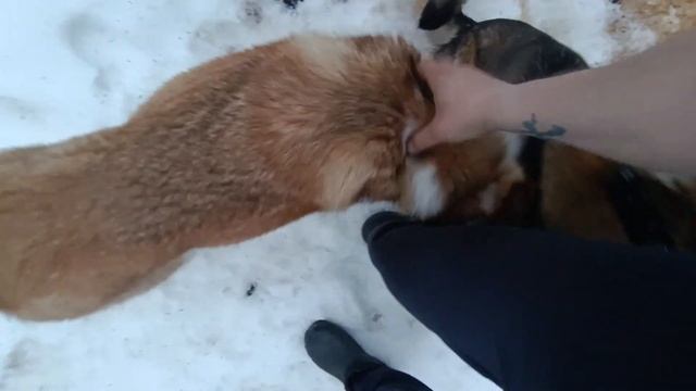 к избе. завершение  снегоходного сезона