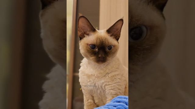 ПОНИМАЕТ ЛИ КОШКА РУССКИЙ ЯЗЫК? #нашакошкапальма