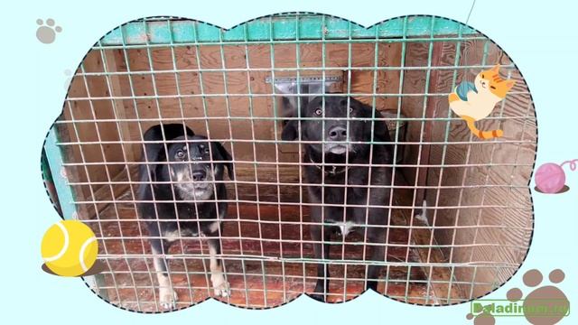 Просто помогаем приюту для собак. 20 января 2024