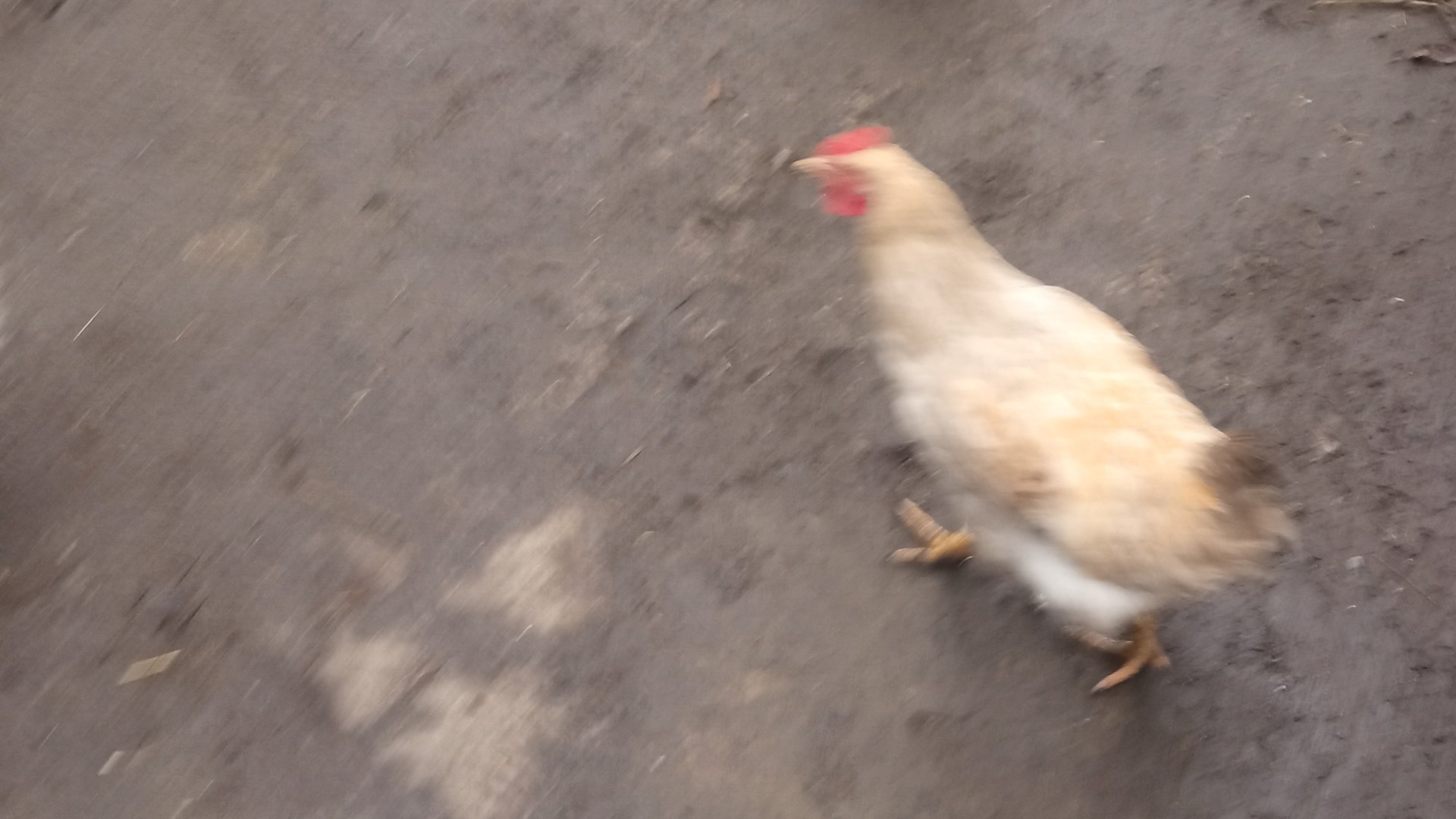 драка петухов куры