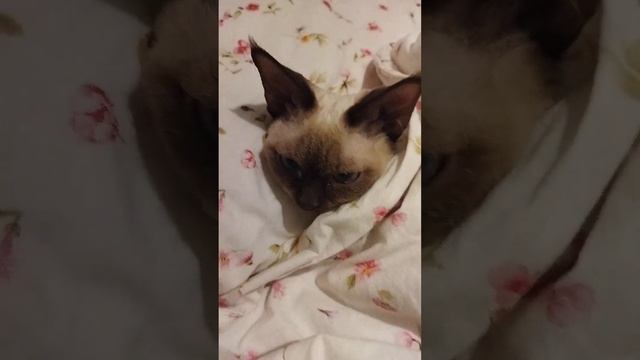 НАША КОШКА ЛЮБИТ СПАТЬ В НАШЕЙ КРОВАТИ #нашакошкапальма