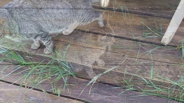 Хвостик-жених