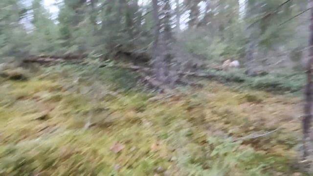 4 дневная одиночная поездка в лес. старая изба в тайге доживает свой век